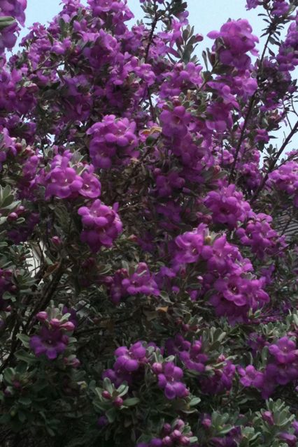 Purple Power | Karen Oakley Designs